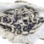 Cypraea annulus purple top 10 pack - Simply Shells
