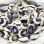 Cypraea annulus purple top 10 pack - Simply Shells