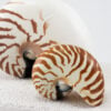 Nautilus Shells striped - Simply Shells - Responsibly sourced sea shells