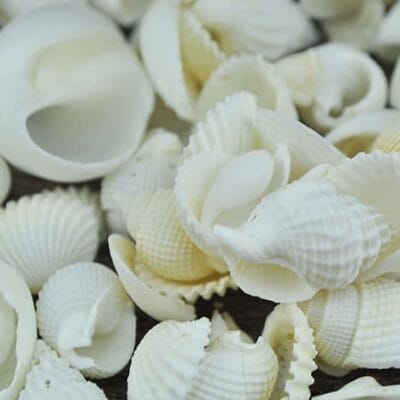 Bulk Seashells - Simply Shells
