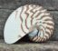 Nautilus Shells striped - Simply Shells - Responsibly sourced sea shells