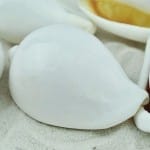 Ovula ovum - Simply Shells