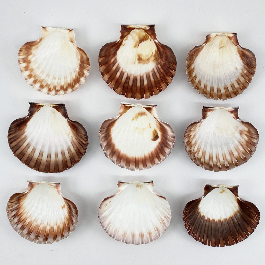Australian Scallop Shells | Natural Pecten Fumatus | Simply Shells