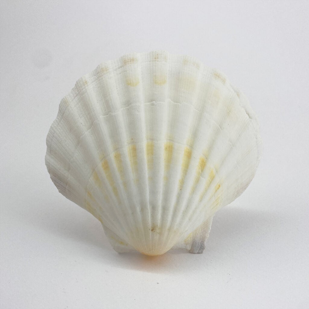 White Scallop Shells - Pecten Maximus Large | Simply Shells