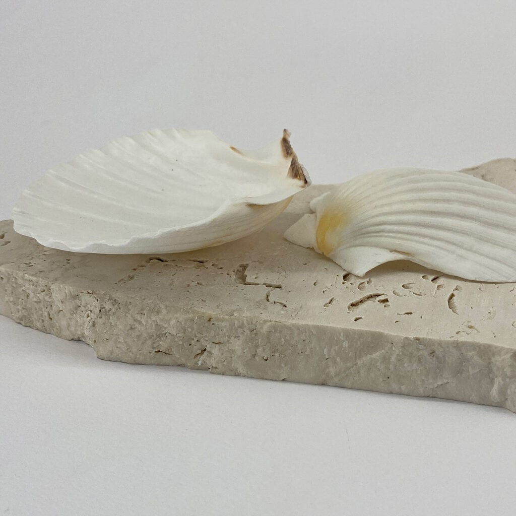 White Scallop Shells - Pecten Maximus Large | Simply Shells