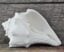 Conch white (Hemifusus cochilidium) - Simply Shells