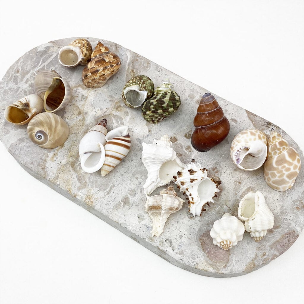 Premium Hermit Crab Shells | 5 Size Ranges | Simply Shells