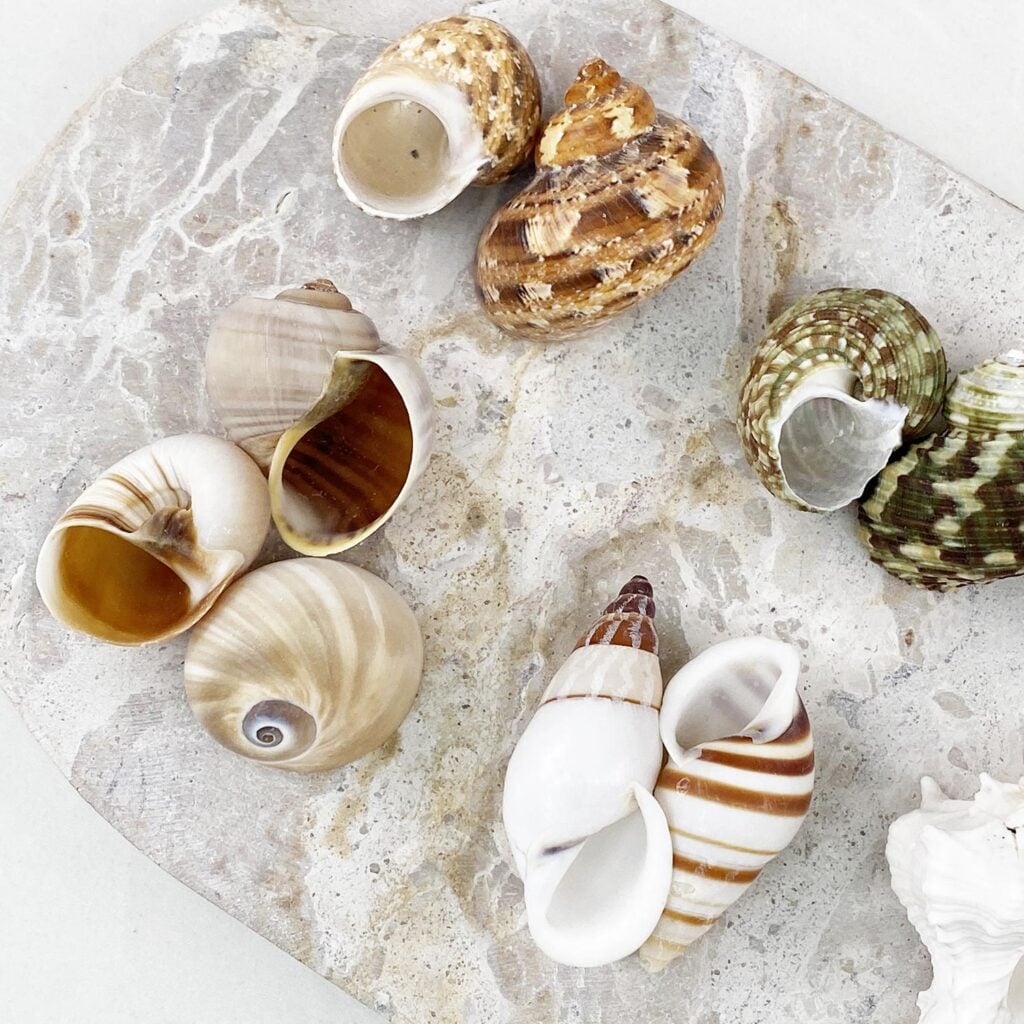 Premium Hermit Crab Shells | 5 Size Ranges | Simply Shells