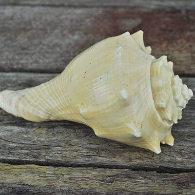 Conch cream apricot (Hemifusus cochilidium) - Simply Shells