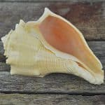 Conch cream apricot (Hemifusus cochilidium) - Simply Shells