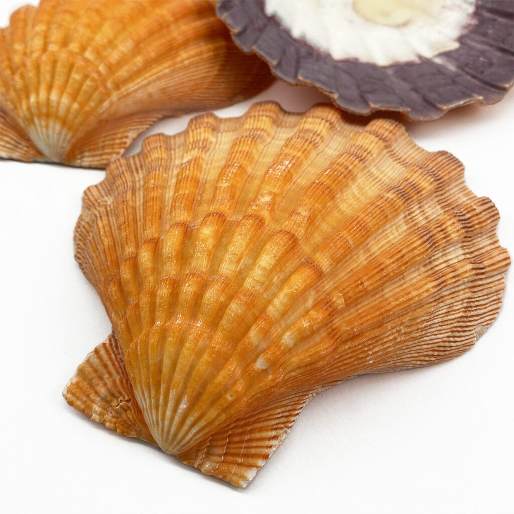 Orange Lionpaw Scallop (Pecten nodosa) deep half - Simply Shells