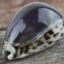 Cypraea Tigris purple top - Simply Shells