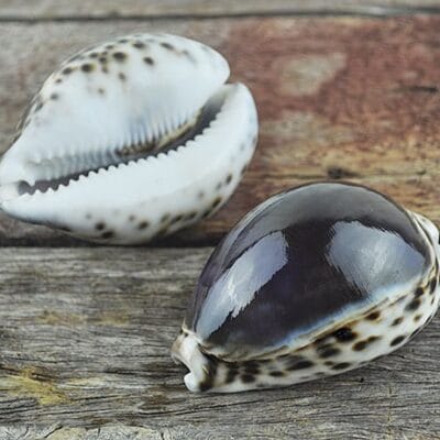 Cypraea Tigris purple top - Simply Shells