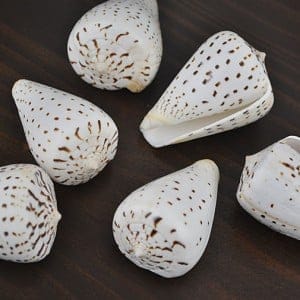 Simply Shells - Shells and Starfish from Responsible resources