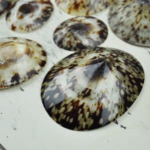 Polished Limpets (Patella testudinaria) 5 pack - Simply Shells