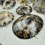 Polished Limpets (Patella testudinaria) 5 pack - Simply Shells