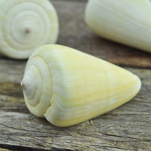 Cone shells - Simply Shells