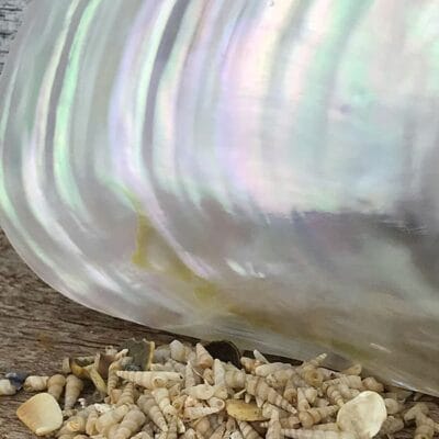Mother of Pearl Archives - Simply Shells