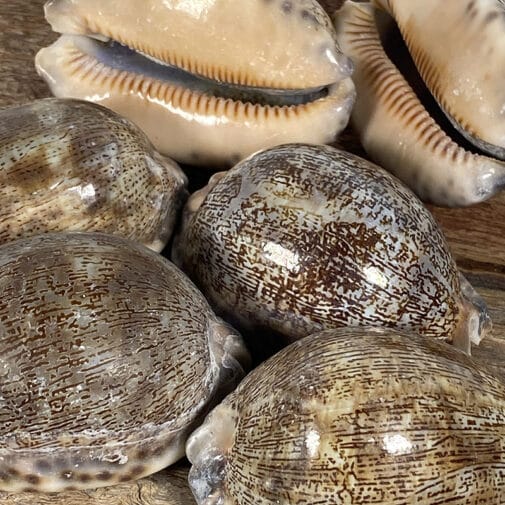 Cypraea annulus purple top 10 pack - Simply Shells