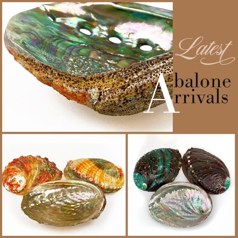 Latest Abalone Shells - Simply Shells