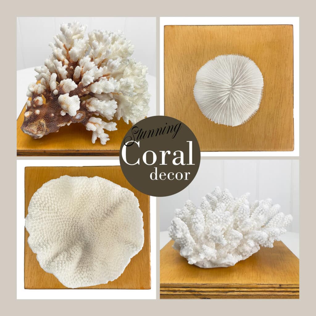 Coral decor - Simply Shells