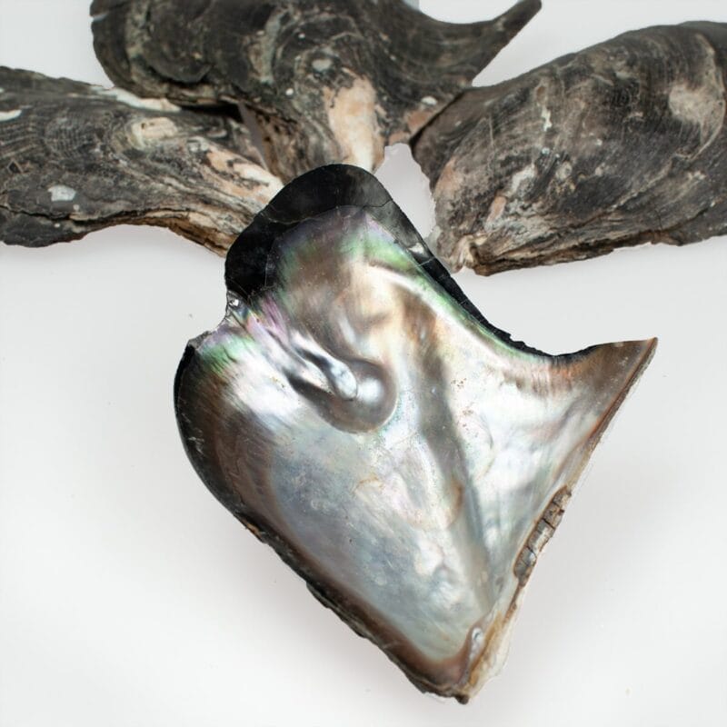 Pearl brownlip half with one blister pearl - Simply Shells