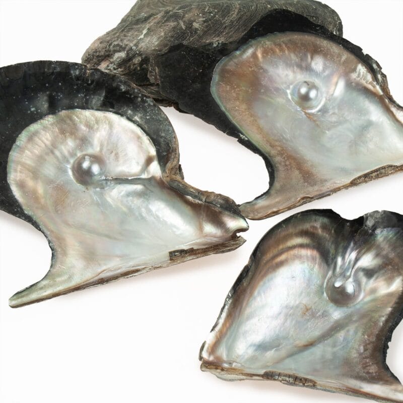 Pearl brownlip half with one blister pearl - Simply Shells