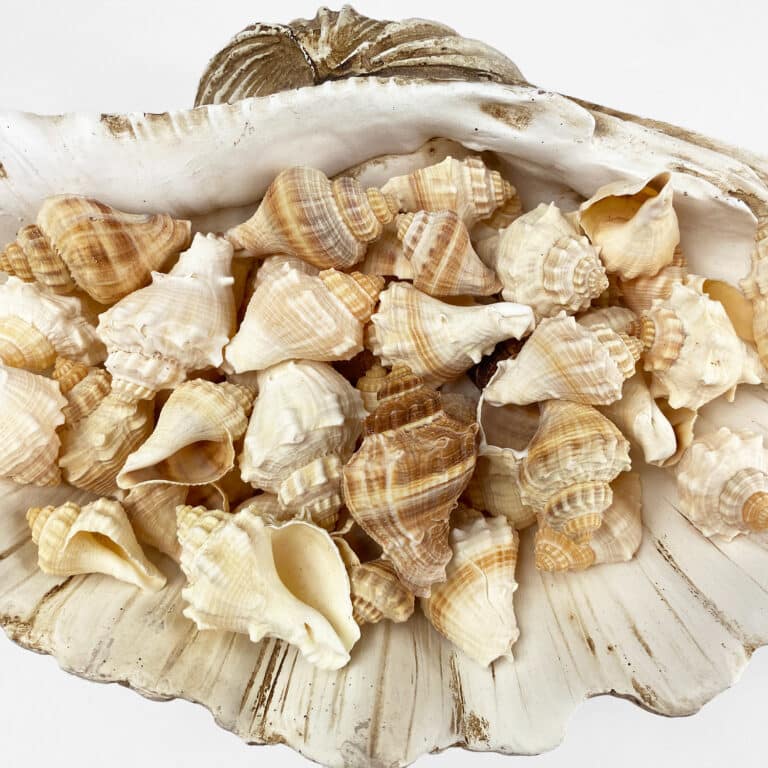 Conch white (Hemifusus cochilidium) - Simply Shells