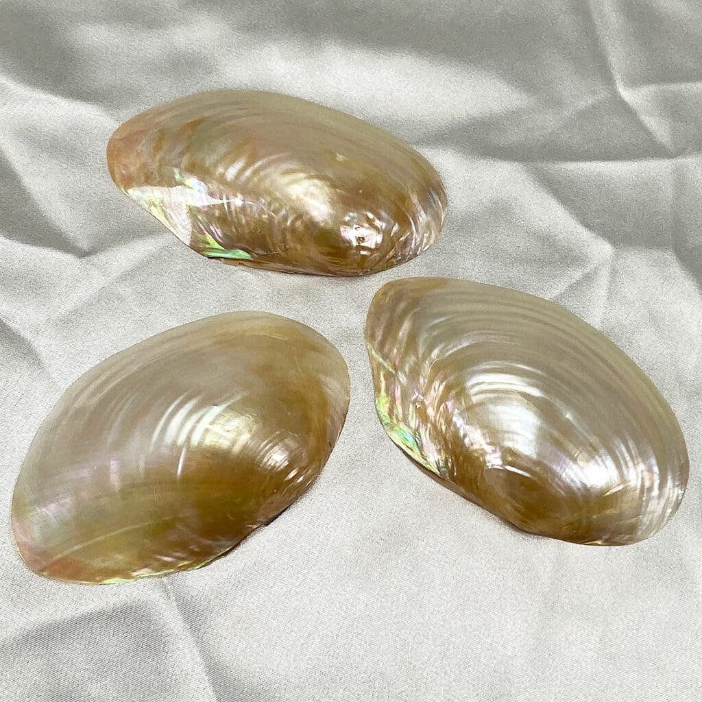 Macabebe Mussell pale gold pearled half - Simply Shells