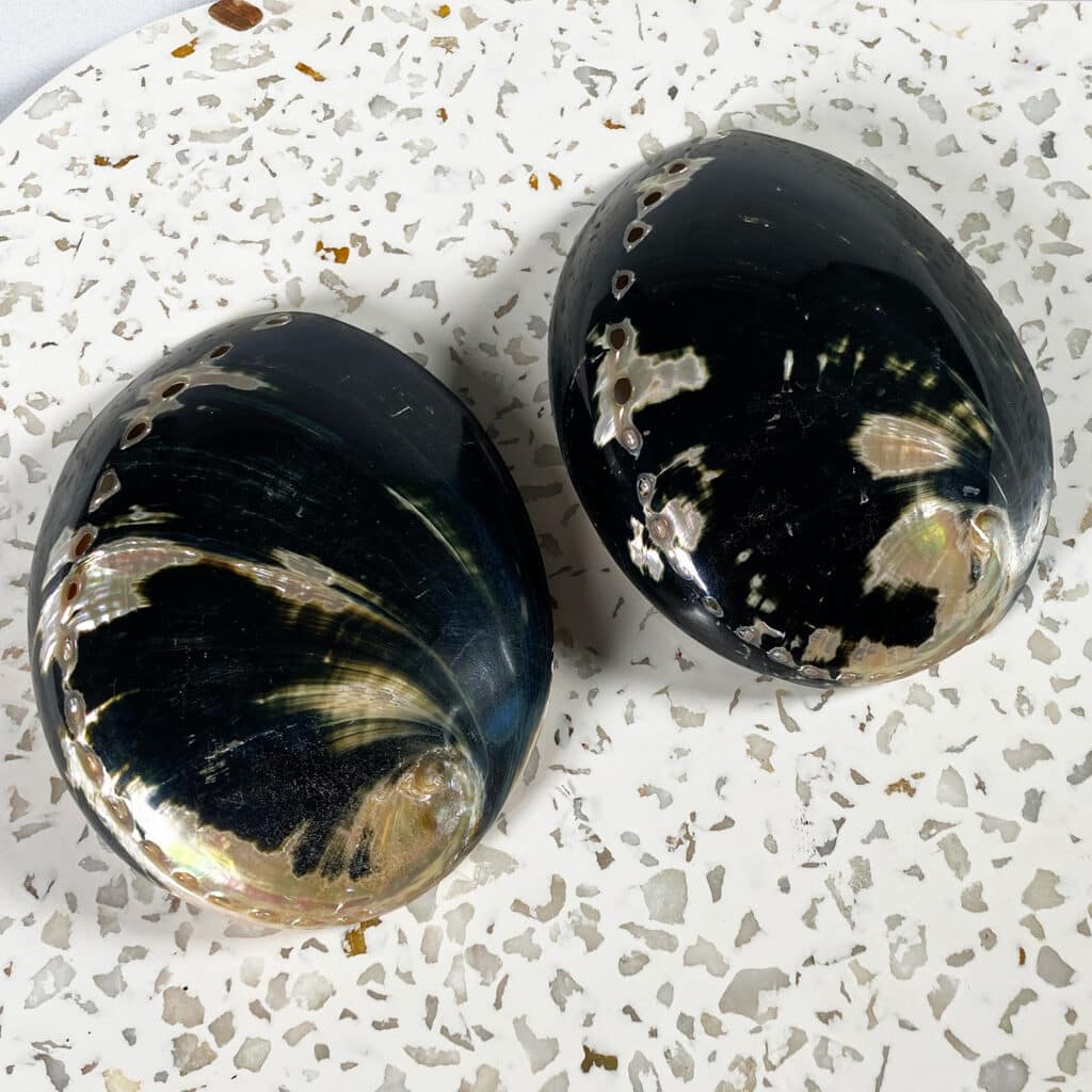 Haliotis Cratcheroidi Pearled Abalone Shell - Simply Shells