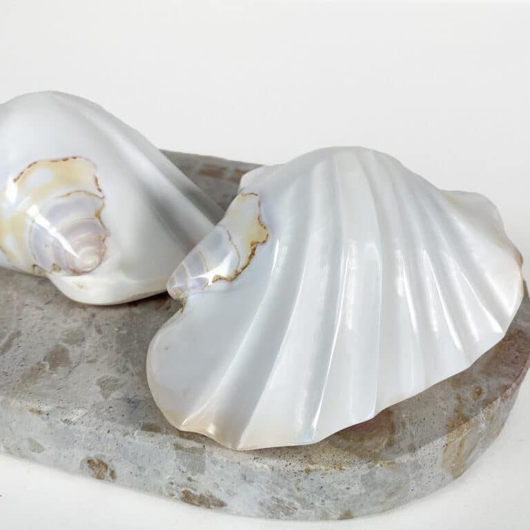 Strombus latissimus White Banded shell - Simply Shells