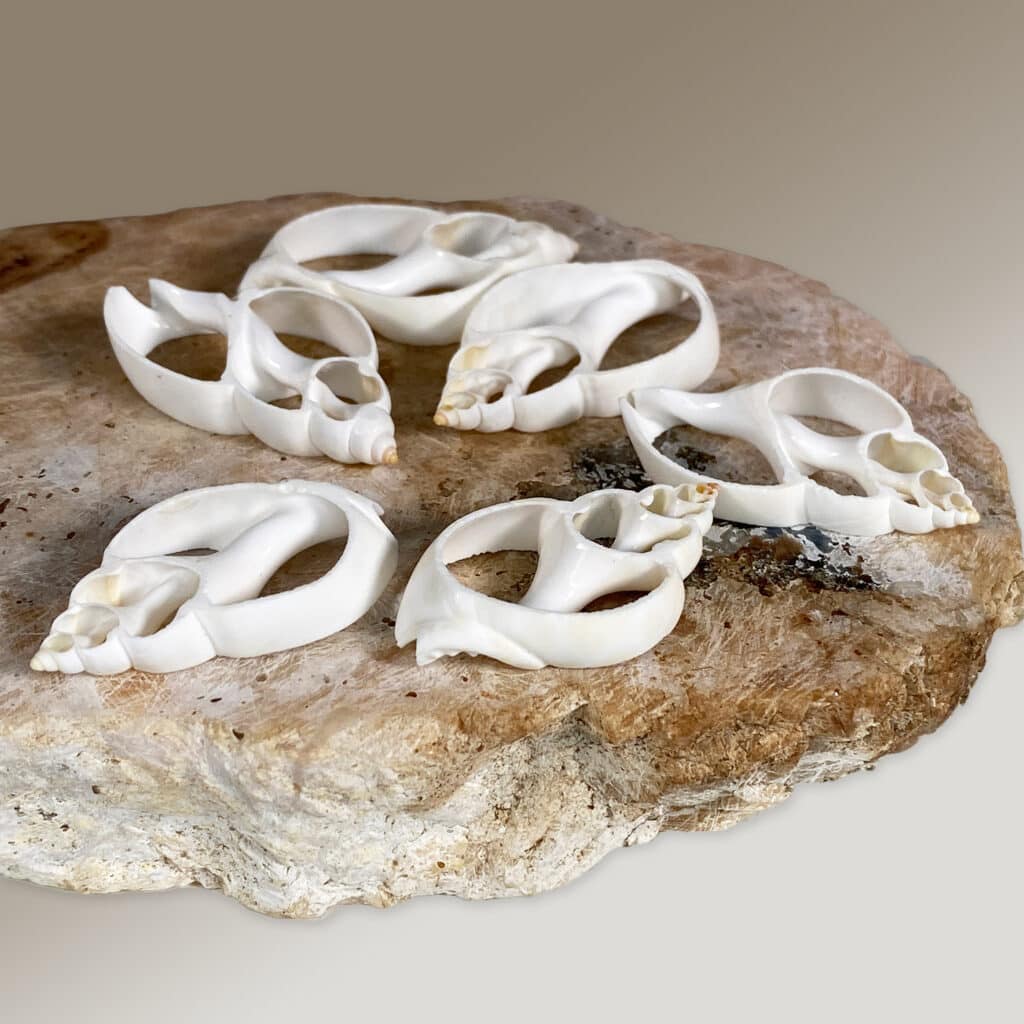 Sliced Seashells - Simply Shells