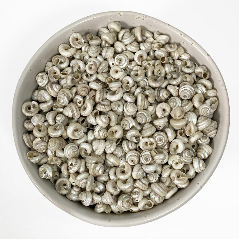 Turbo Tiny Pearl shells bulk - Simply Shells