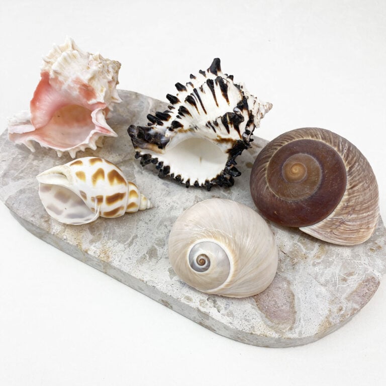 Hermit Crab shells XL natural 3 pack (30-40mm opening) - Simply Shells