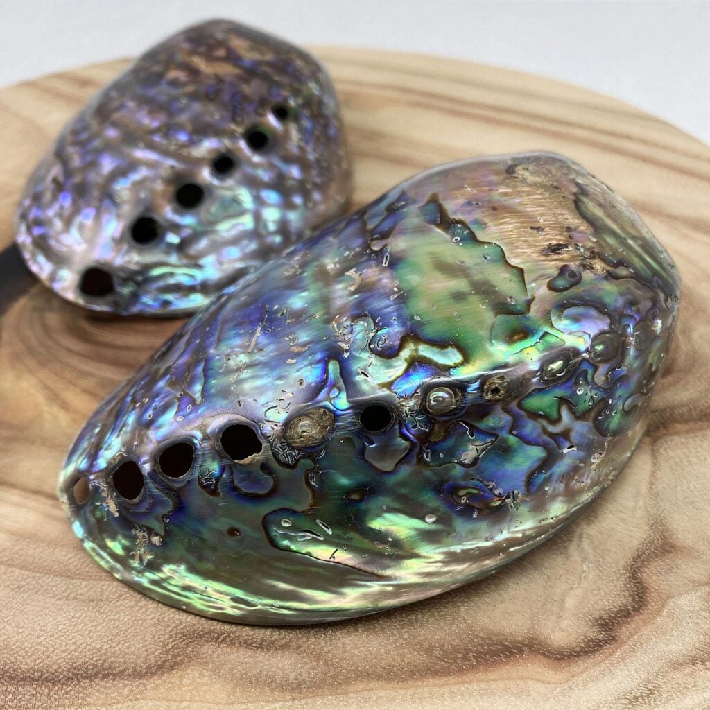 Paua Abalone Shell - Unique Mother of Pearl | Simply Shells