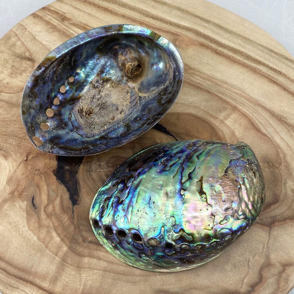 Paua Abalone Shell - Unique Mother of Pearl | Simply Shells