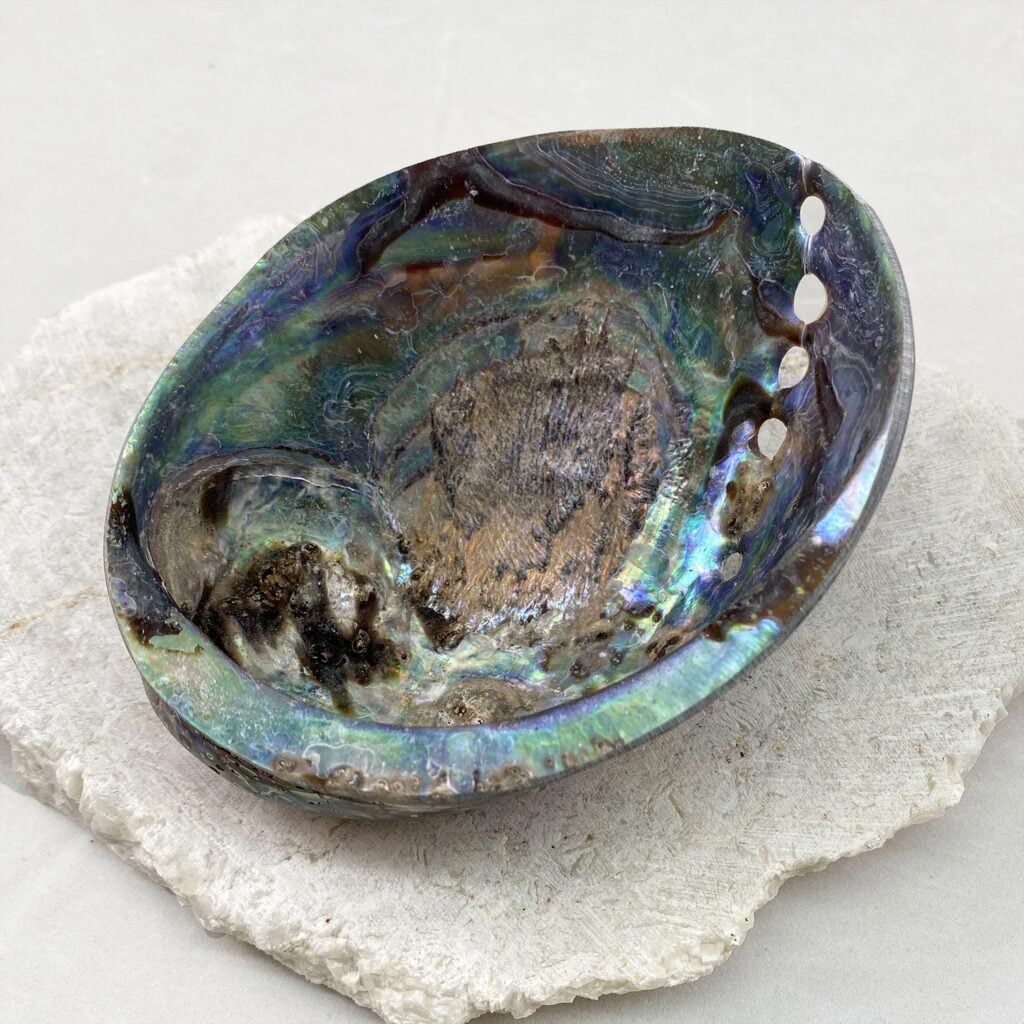 Paua Abalone Shell - Unique Mother of Pearl | Simply Shells