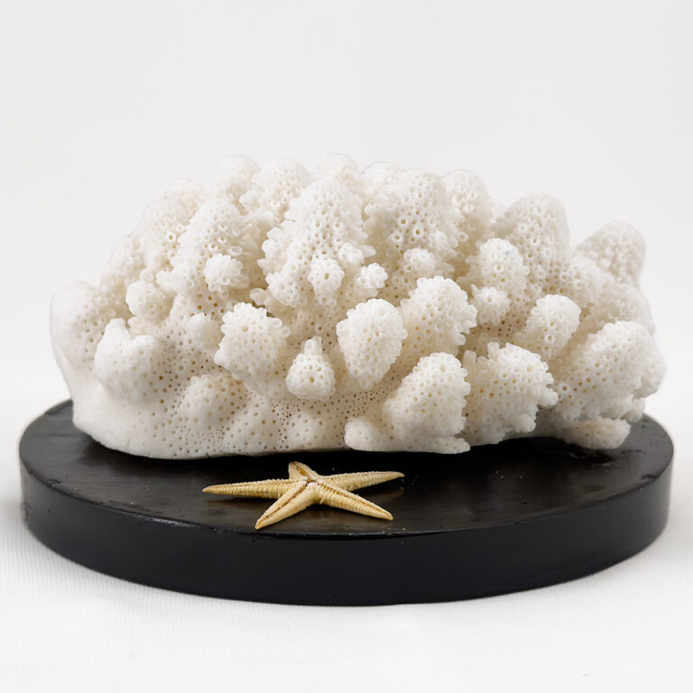 Coral – Acropora Finger #7 (130×90×60mm) - Simply Shells
