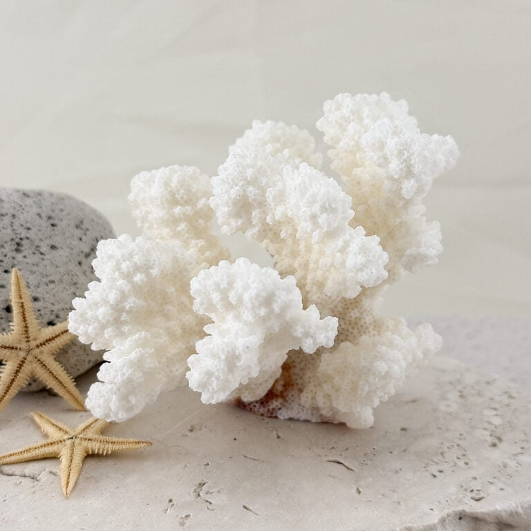 Coral – Pocillopora Verucosa #4 (90×70×80mm) - Simply Shells