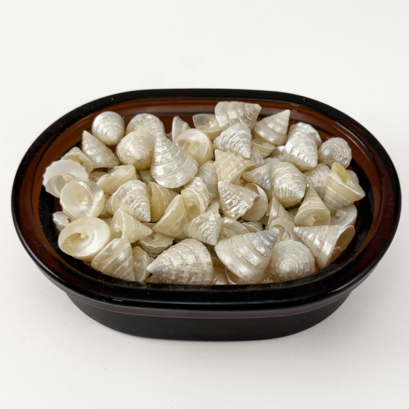 Trochus pearled small shells bulk shells - Simply Shells